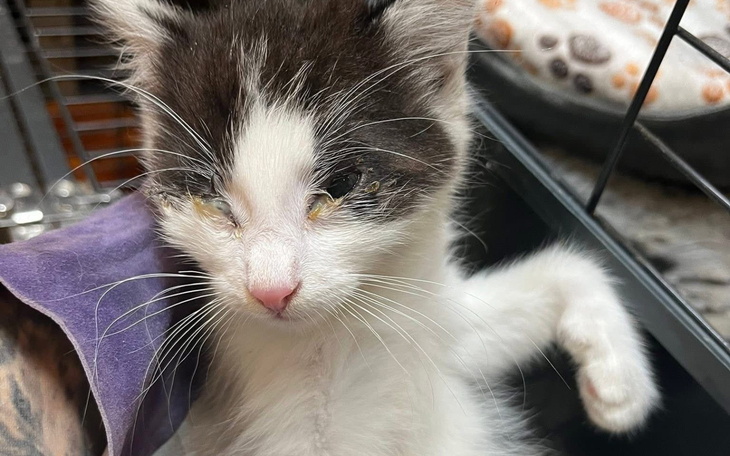 Zrzutka na Na Transport do Domu - Beata Czernecka | Pomagam.pl