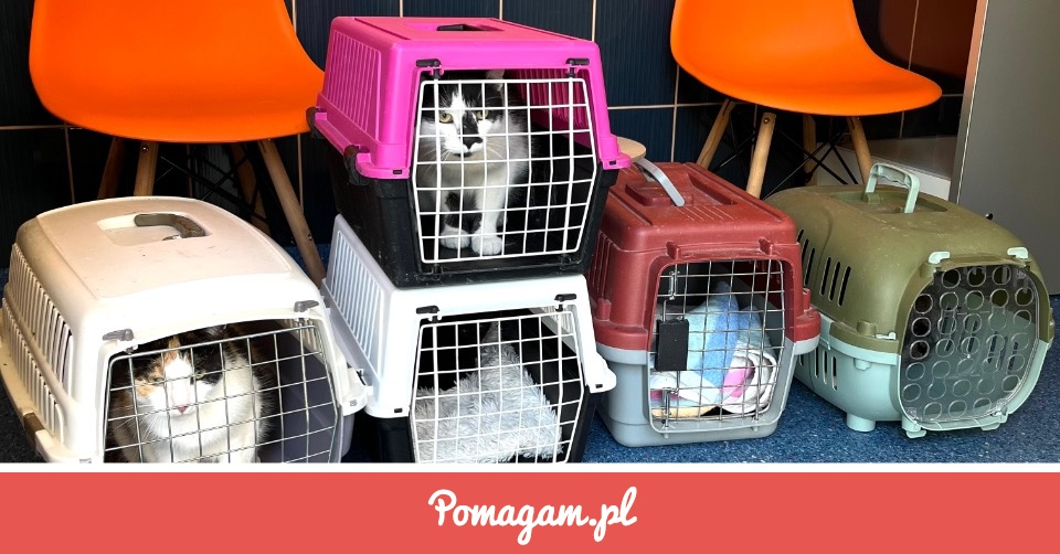 Zrzutka na Dług w Lecznicy za Koty Bezdomne - FUNDACJA KOTOMANIACY | Pomagam.pl