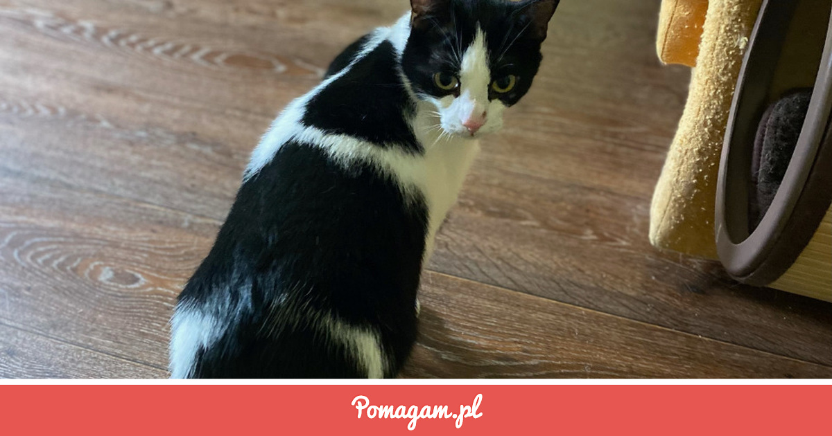 Zrzutka na Kiermasz na Kocie Łakocie 13 - Jacek Barczak | Pomagam.pl