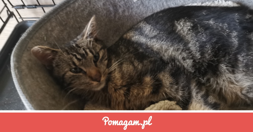 Zrzutka na Ratujemy 7 Kotów z FIP-em - Jacek Barczak | Pomagam.pl