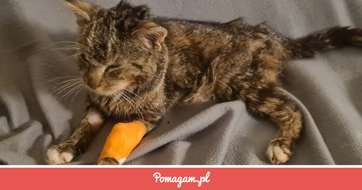 Zrzutka na Dzikun - Joanna Pepperell | Pomagam.pl