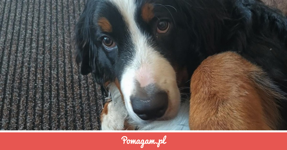 Zrzutka na Uratujmy Nóżki Pako - Daria Chorąży | Pomagam.pl