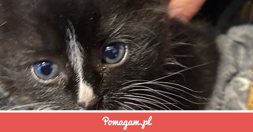 Zrzutka na Kocie Nieszczęścia. - Mirella Kwapich | Pomagam.pl