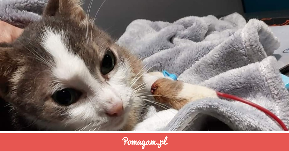 Zrzutka na Walczymy o Życie Małego - Edyta Kot | Pomagam.pl