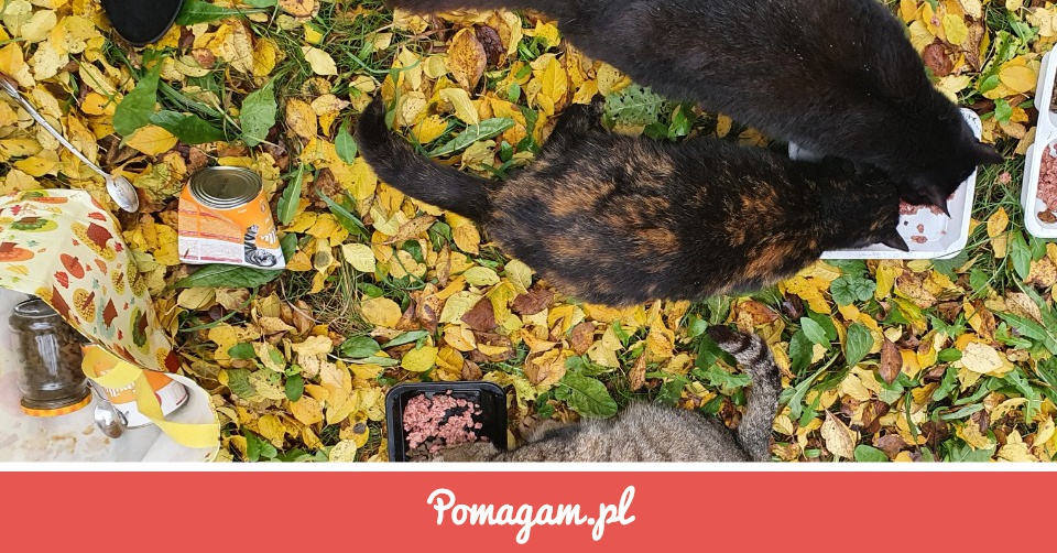 Zrzutka na Bezdomne Koty Proszą o Karmę - Agnieszka Agnieszka BW | Pomagam.pl