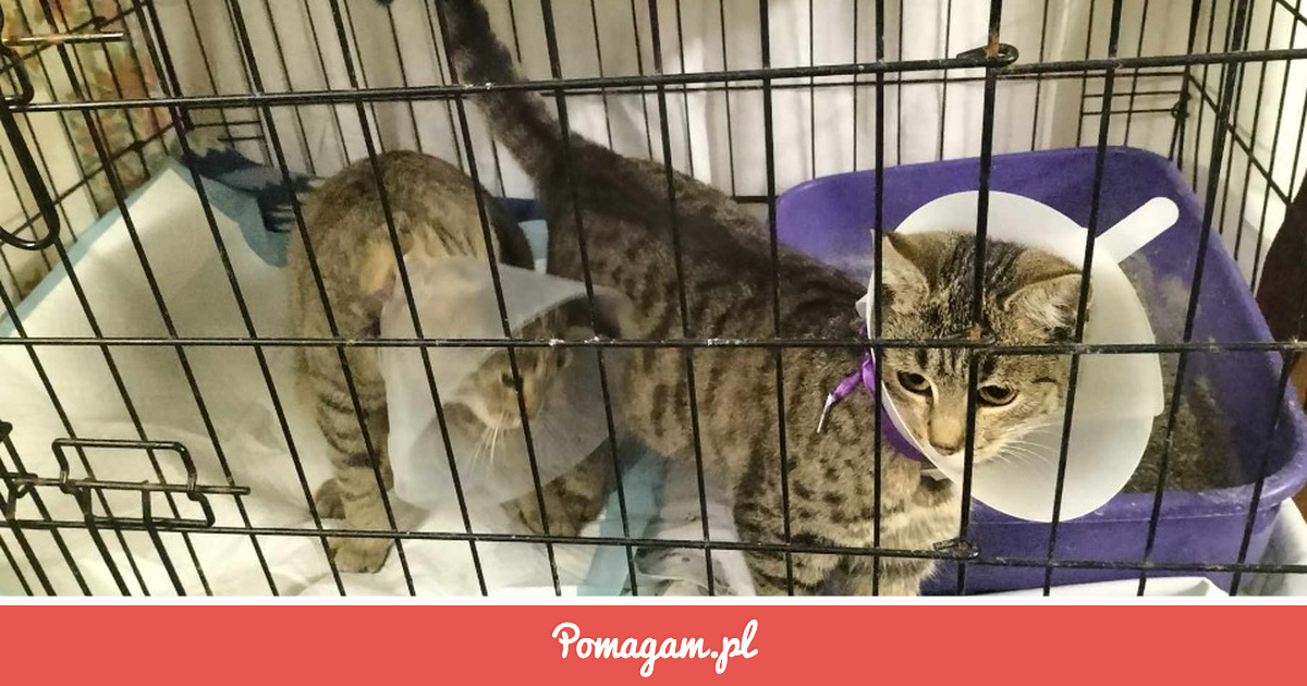 Zrzutka na Opieka nad Kotami po Kastracji - Chojnowskie Koty | Pomagam.pl