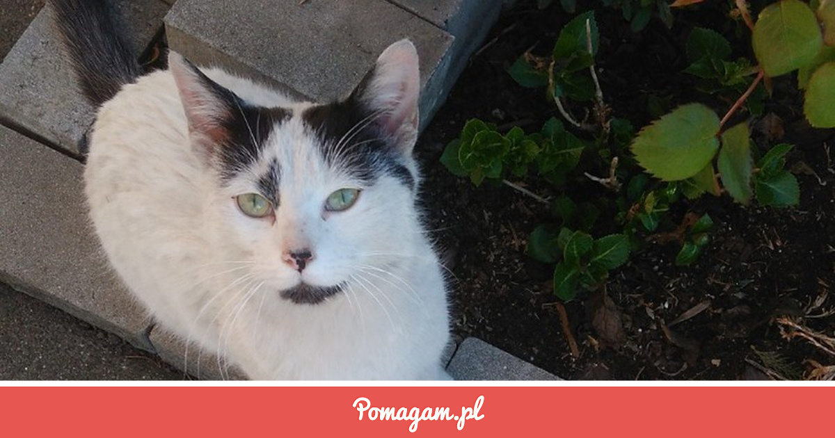 Zrzutka na Operacja i Leczenie Kota - Marlena Szymczyk | Pomagam.pl