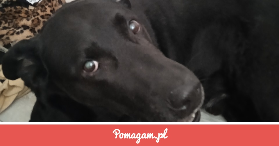 Zrzutka na Wycięcie Guza u Psa - Justyna Kępka | Pomagam.pl
