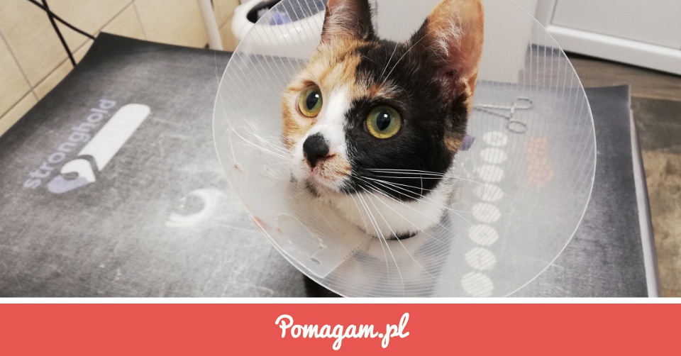 Zrzutka na Leczenie Arabelki - Jacek Barczak | Pomagam.pl