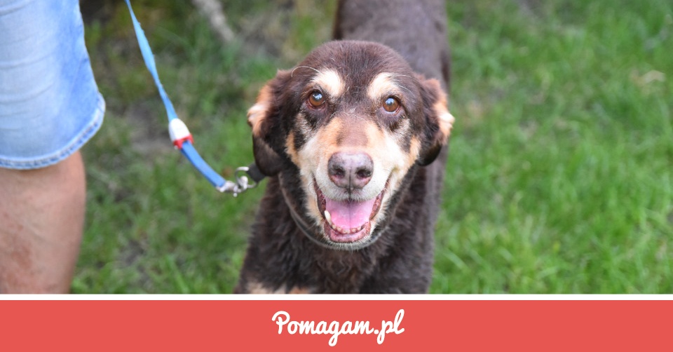 Zrzutka na Hotelik dla Xsary - Jacek Barczak | Pomagam.pl