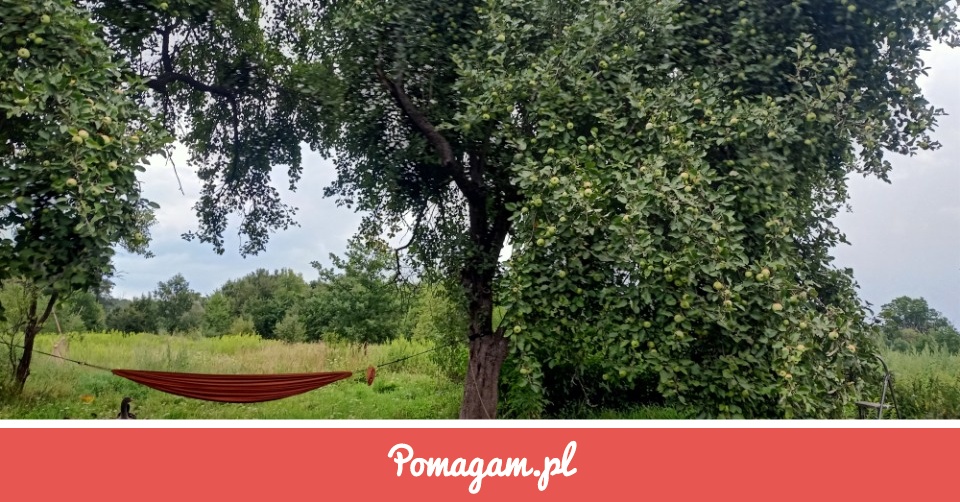 Zrzutka na Uratujmy Jerzoleże - Nela Piskorska | Pomagam.pl