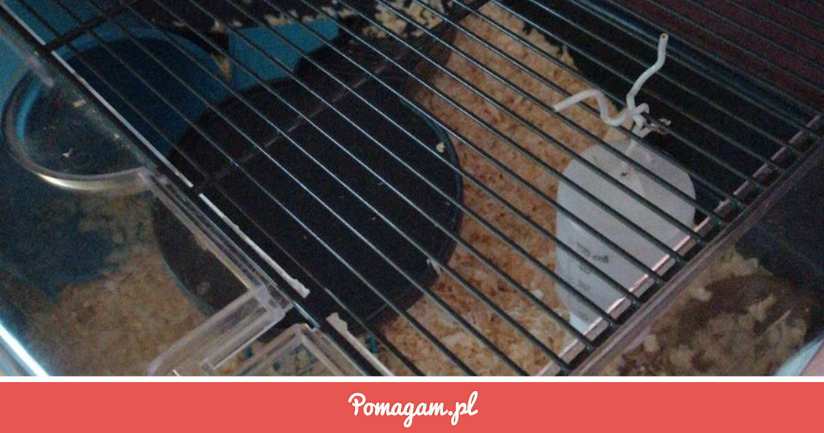 Zrzutka na Dla Mojego Chomika - Filip Wojtanowicz | Pomagam.pl