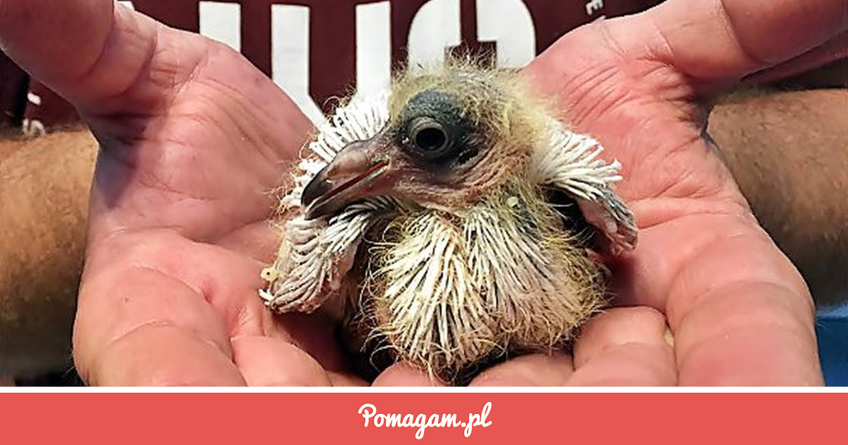 Zrzutka na Gołębnik Pilnie Potrzebny! - Robert Bajek | Pomagam.pl