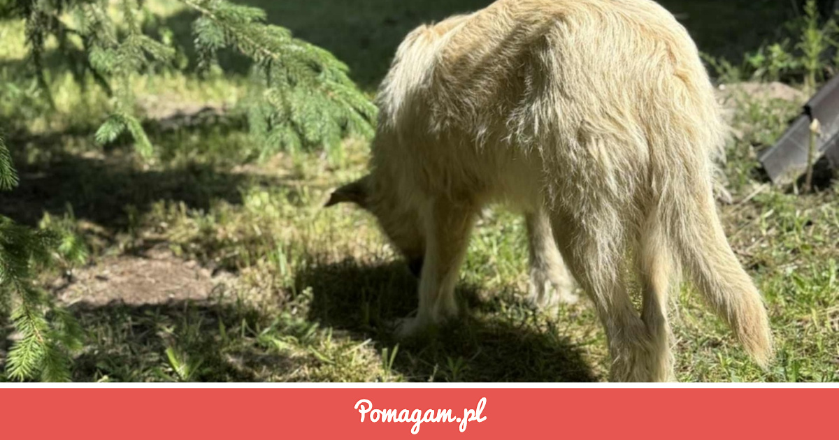 Zrzutka na Krzyk JEJ Rozpaczy - Anna Książek | Pomagam.pl