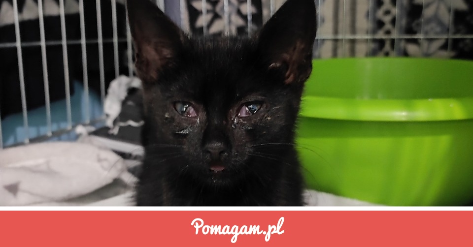 Zrzutka na Kocie dziecko prosi o życie - Aleksandra Rita | Pomagam.pl