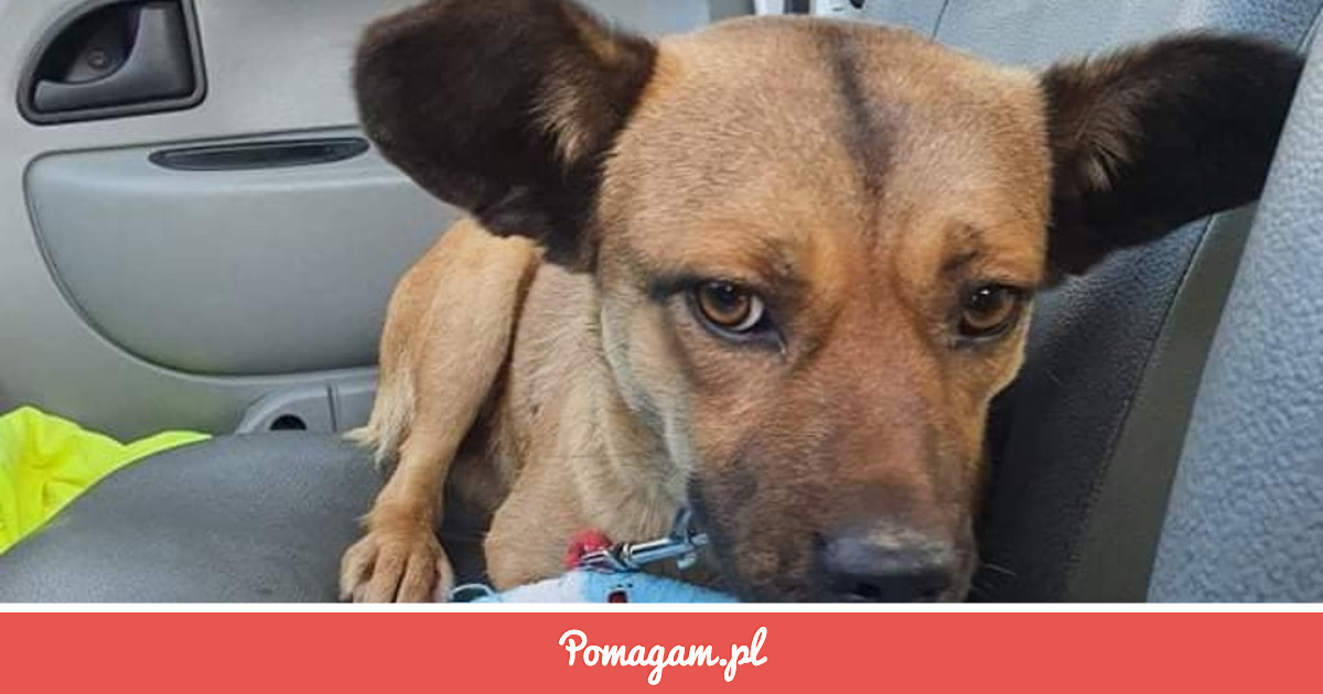 Zrzutka na Nie Zostawiaj Mnie bez Pomocy. - Iwona Nowak | Pomagam.pl