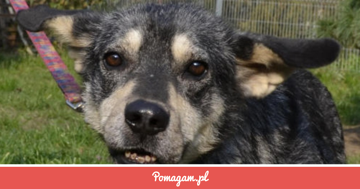Zrzutka na Romeo Prosi o Wsparcie - FUNDACJA na RZECZ ZWIERZĄT "PRZYTUL ...