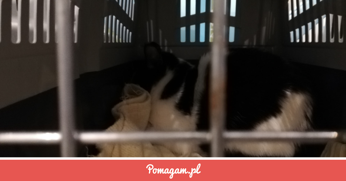 Zrzutka na Badania Romeo w Gabinecie - Jacek Barczak | Pomagam.pl