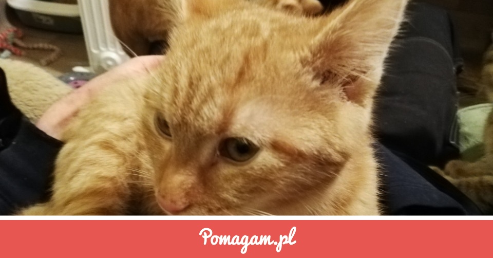 Zrzutka na Kiermasz na Kocie Łakocie 7 - Jacek Barczak | Pomagam.pl