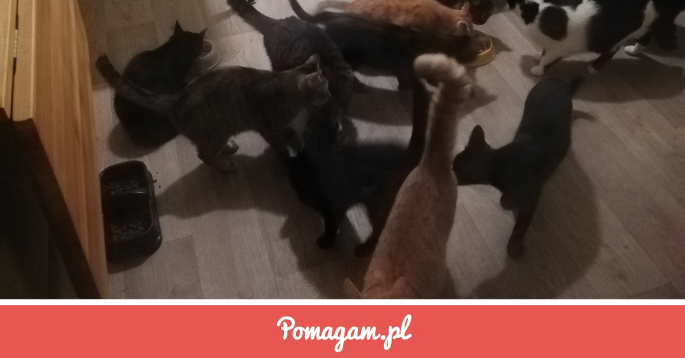 Zrzutka na Kiermasz na Kocie Łakocie 12 - Jacek Barczak | Pomagam.pl