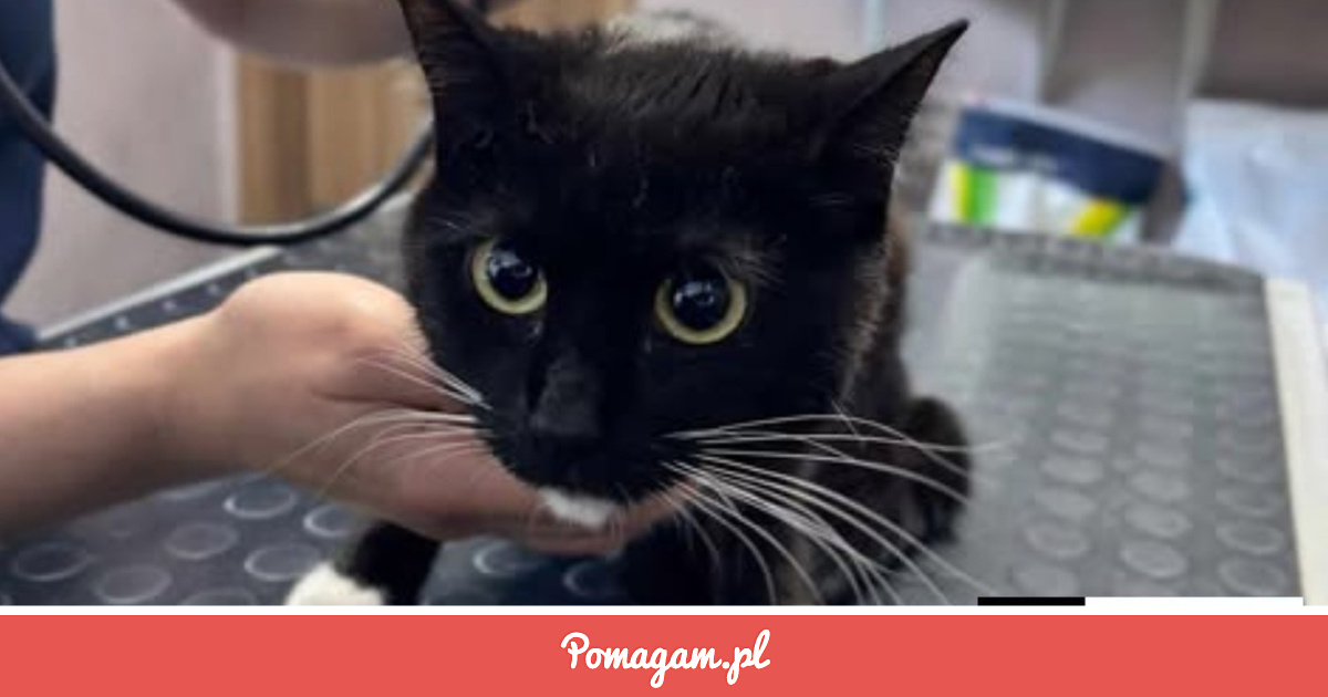 Zrzutka na Małpka Ma Guza, Pomóż - Fundacja Benek | Pomagam.pl