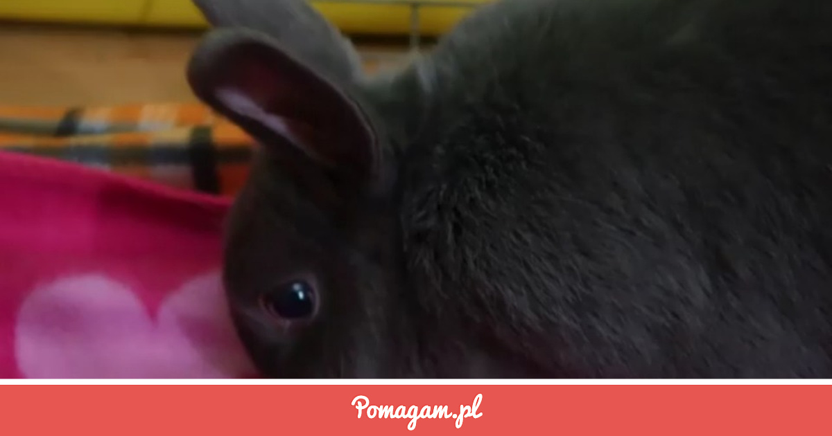 Zrzutka na Uratujmy Mojego Królika - Adrian Kolkowski | Pomagam.pl