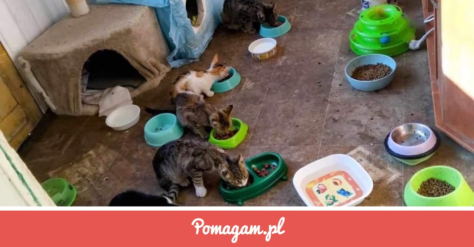 Zrzutka na KOTY Mikołajki - Bozena Czepluch | Pomagam.pl