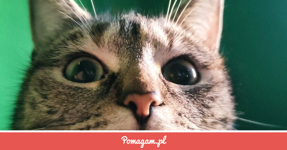 Zrzutka na Na Mniejsze Koty - Grzegorz Roman | Pomagam.pl