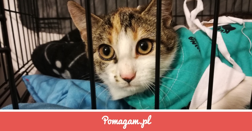 Zrzutka na Badanie Zuma - Jacek Barczak | Pomagam.pl