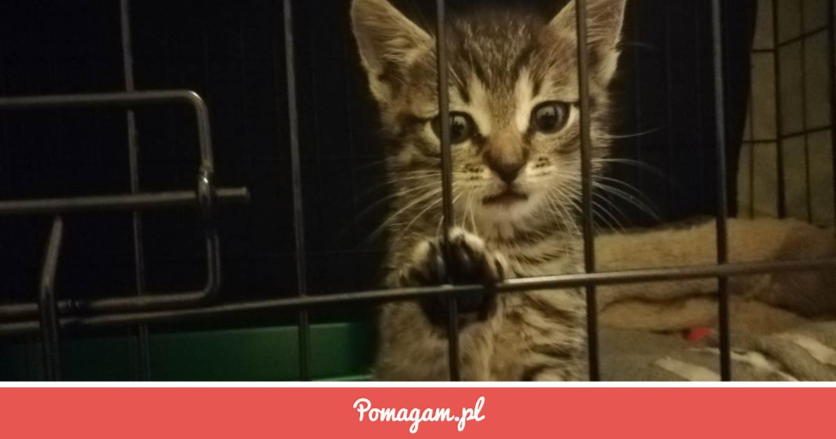 Zrzutka na Kiermasz na Kocie Łakocie 5 - Jacek Barczak | Pomagam.pl