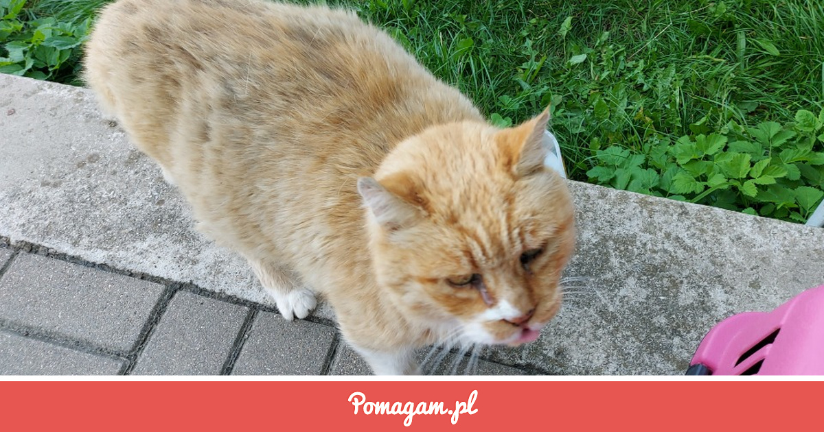 Zrzutka na Dla Seniorów. - Bolesławieckie Koty | Pomagam.pl
