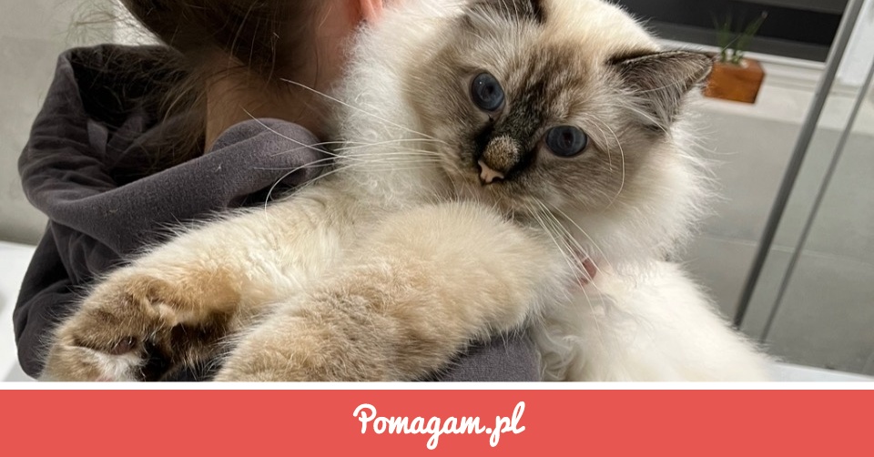 Zrzutka na Uratuj Nelsona - WALKA o ŻYCIE - Agnieszka Kurek | Pomagam.pl