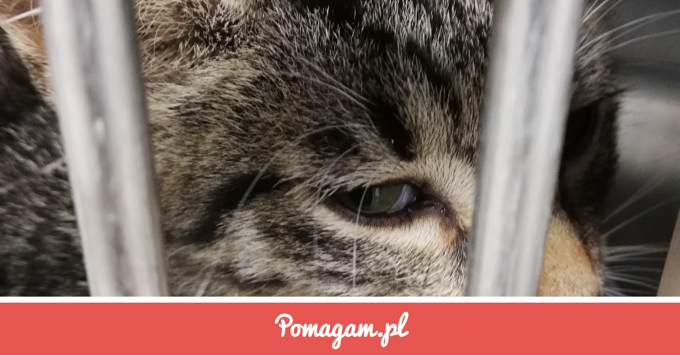 Zrzutka na Koko, Iskierka Która Zgasła - Jacek Barczak | Pomagam.pl