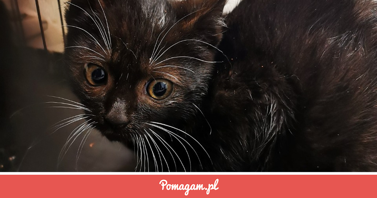 Zrzutka na Darowizna na Bezdomne Koty Ewy - Ewa Kędzierska | Pomagam.pl