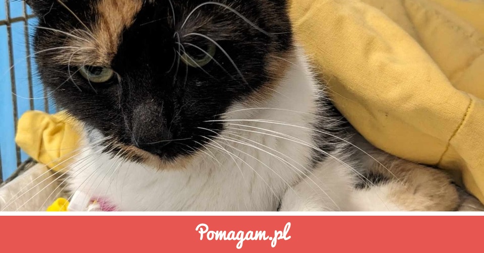 Zrzutka na Kotka Bardzo Chora - Luiza Pawlak | Pomagam.pl