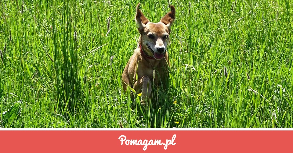 Zrzutka na Lekarstwo dla Eli - Jacek Barczak | Pomagam.pl