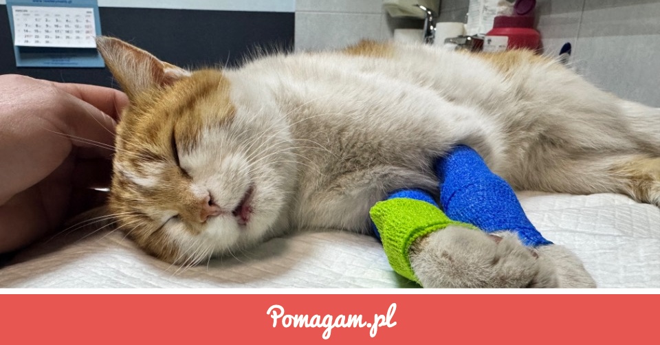 Zrzutka na Kotka Umierała na Poboczu Drogi. - Ka Strzępka | Pomagam.pl