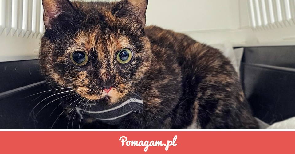 Zrzutka na Nena. Operacja małżowin nosowych - Fundacja Przytul Kota ...