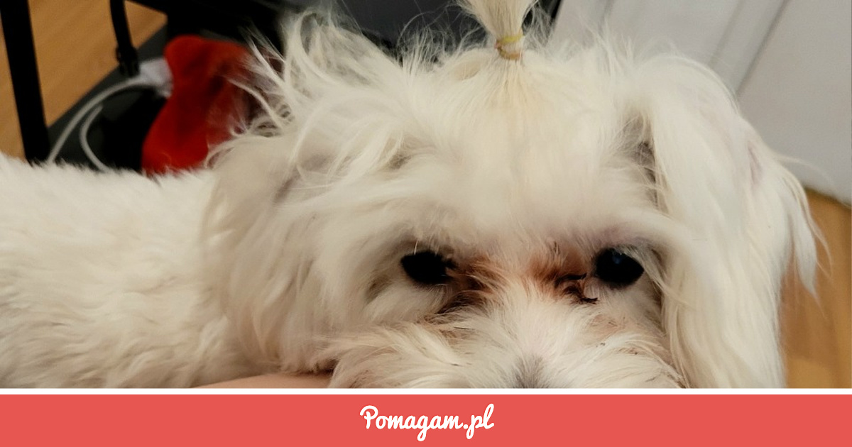 Zrzutka na Leczenie Daisy, Maltanki - Marta Cheła | Pomagam.pl