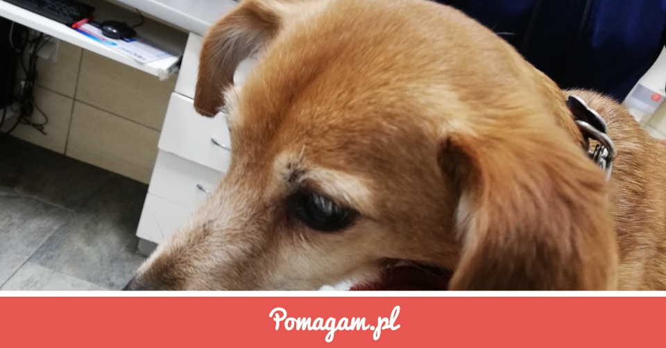 Zrzutka na Karma i leki dla Eli - Jacek Barczak | Pomagam.pl