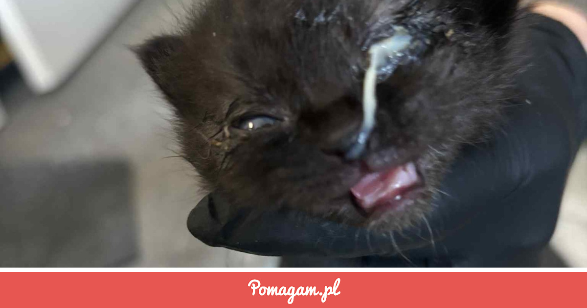Zrzutka na Kocie Dziecko Całe w Ropie! - INTERWENCYJNE CENTRUM POMOCY ...