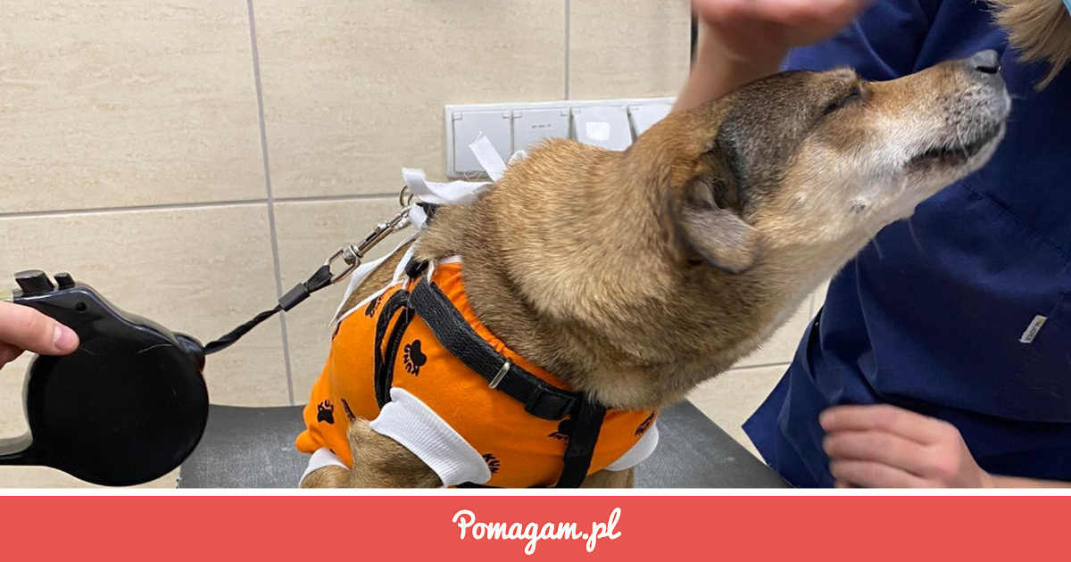 Zrzutka na Kastracja Soni i Miss Rozalki - Jacek Barczak | Pomagam.pl