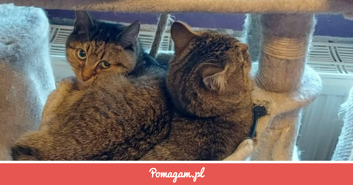 Zrzutka na Dla Chmurka i Gwiazdka - Bolesławieckie Koty | Pomagam.pl