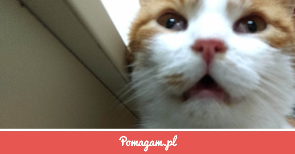 Zrzutka na Rudy bez Diagnozy - Chce Żyć - Maria Guzek | Pomagam.pl