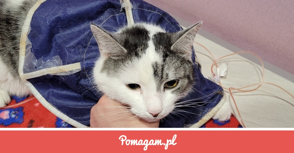 Zrzutka na Operacja i leczenie Pana Kota - Grzegorz Czech | Pomagam.pl