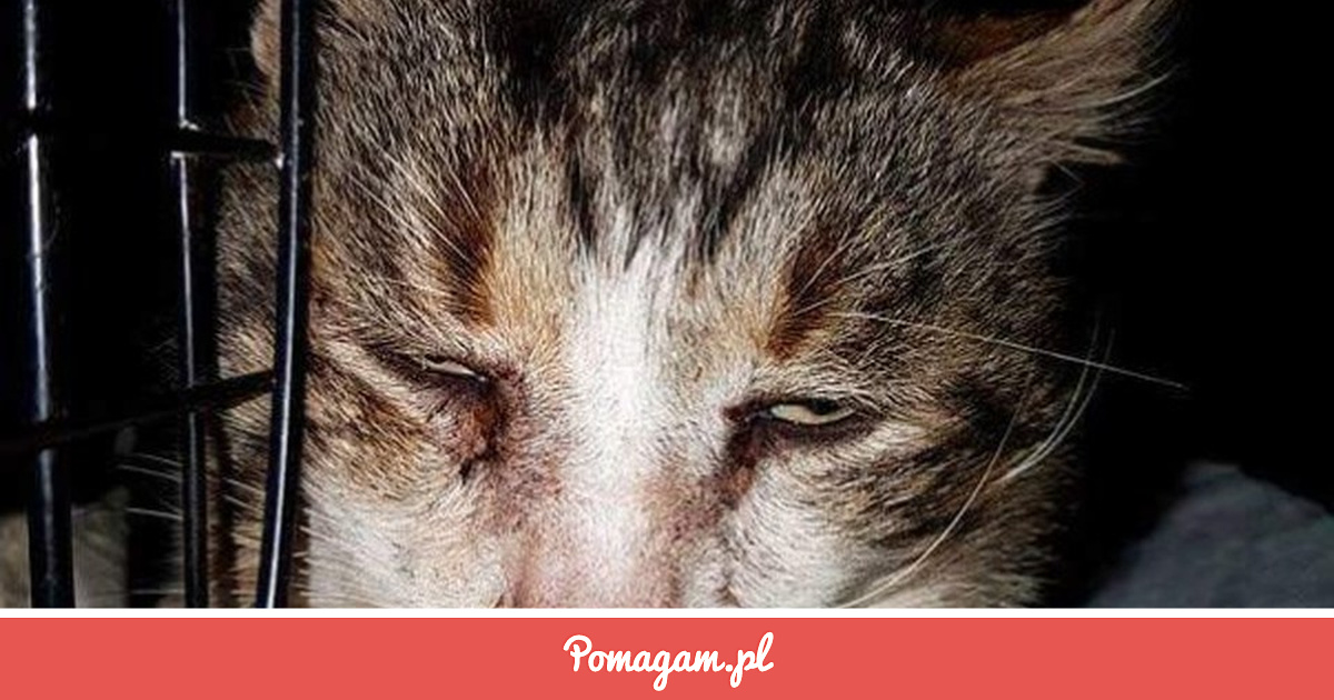 Zrzutka na Dzidek - Stan Bardzo Ciężki! - Fundacja Azylu pod Psim ...