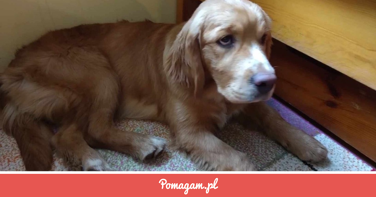 Zrzutka na Pomóż Sarze Stanąć na Nogi - Patrycja Przybylska | Pomagam.pl