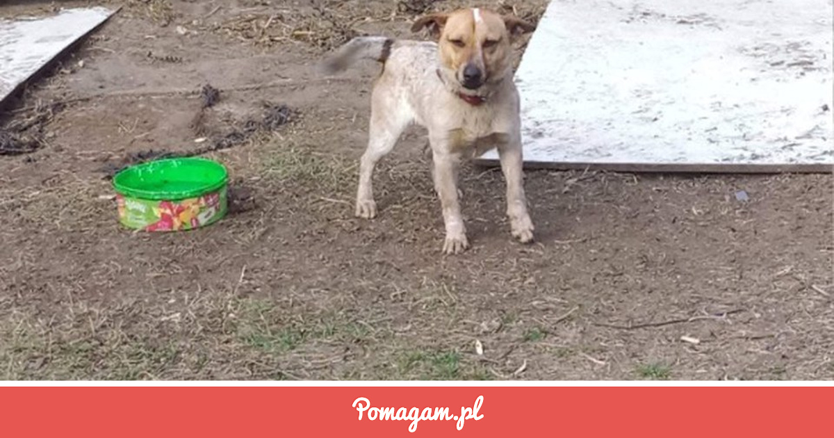 Zrzutka na Złamaną Noga Bezdomniaka - Weronika Pszczółkowska | Pomagam.pl