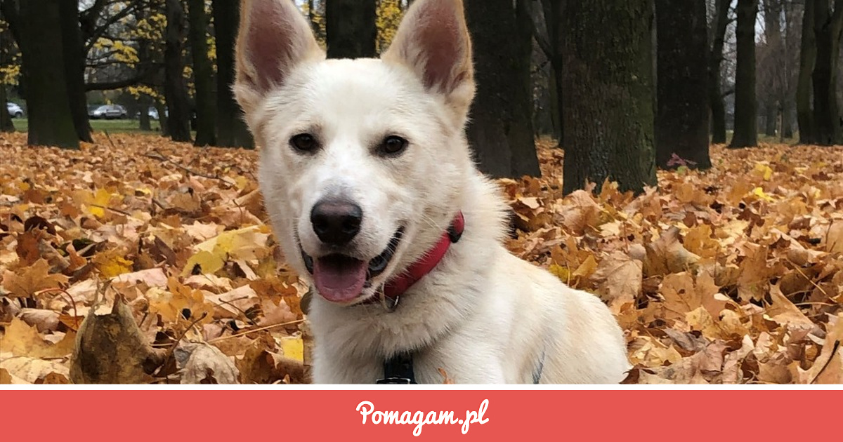 Zrzutka na Żeby Shiro Mógł Żyć - Maciej Dragan | Pomagam.pl