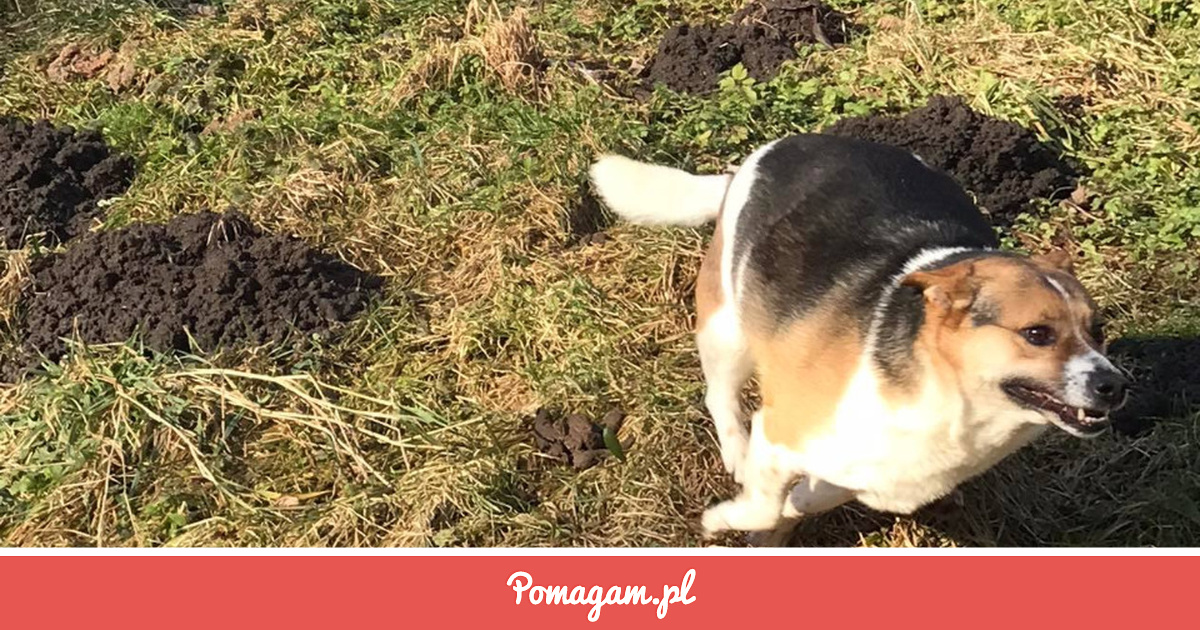 Zrzutka na Pamietasz o Reksiu z Radys - Jacek Barczak | Pomagam.pl